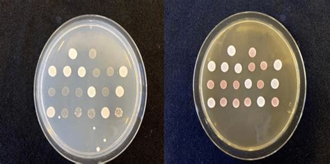 Spot Growth Assay With Sd Ade Plate Transformants Left And Spot Download Scientific Diagram