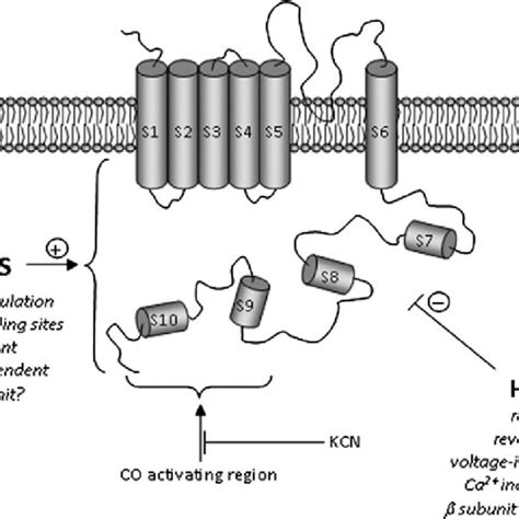 Schematic Illustrating The Consequences For Myocardial Excitability And