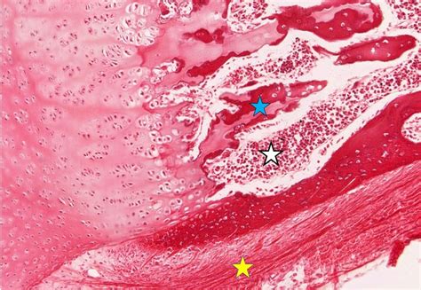 Endochondral Ossification 2 Diagram Quizlet