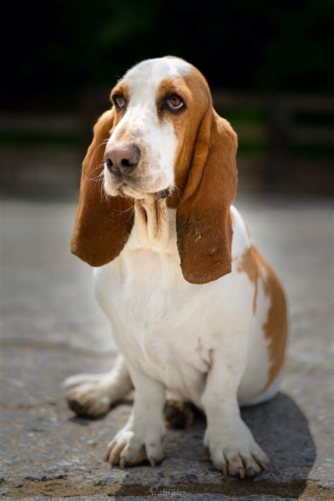 Basset Hound Temperament Character Health Issues Life Expectancy
