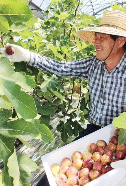 ハウス栽培イチジク豊川で収穫最盛期 東日新聞