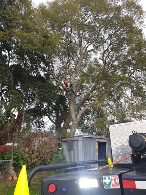 tree pruning coastal tree works