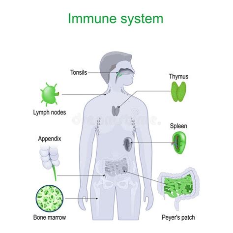 Immune System Part Of Lymphatic System Stock Vector Illustration Of Icon Human 257147429