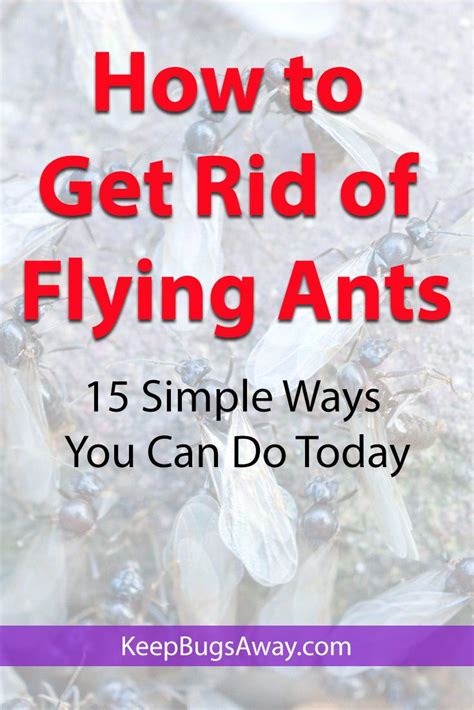 How To Get Rid Of Flying Ants Top 15 Easy Ways To Kill Flying Ants