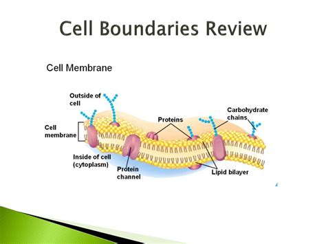 Ppt Cell Boundaries Powerpoint Presentation Free Download Id 6074223