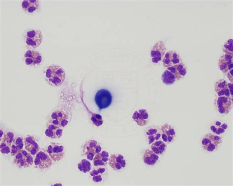 Infectious Agents Cytology Eclinpath