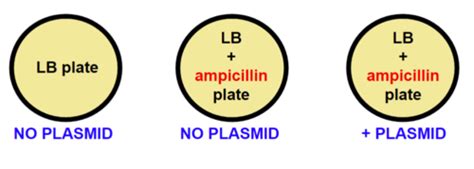Mbio 2815 Lab Antibiotic Resistance Flashcards Quizlet