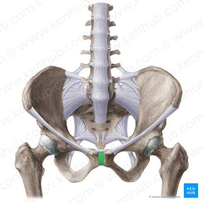 Sínfise Púbica Anatomia Estrutura E Função Kenhub