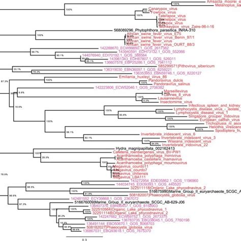 Phylogeny Reconstruction Using The Maximum Likelihood Method For