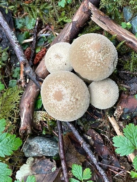 Living Alaska — The Sex Lives Of Fungi By Stevenharrison Writers
