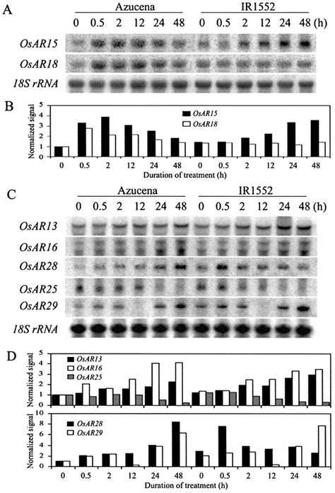 Temporal Expression Analysis Of Some Other Al‐regulated Genes
