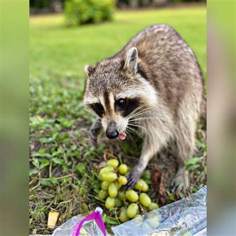 Mamá Mapache Lleva A Sus Crías A Conocer A La Joven Que Les Ha Estado