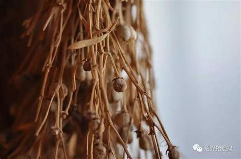 改变世界的植物骆驼蓬 Peganum harmala L 知乎