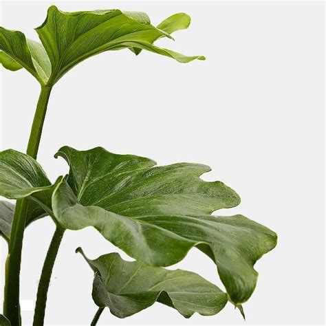 برگ انجیری افرا فروشگاه گل و گیاه بابونه