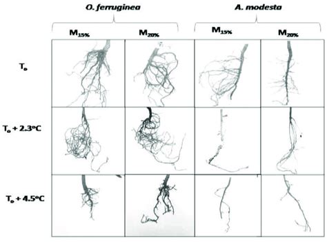Changes In Seedling Root Morphology Under Different Experimental Download Scientific Diagram