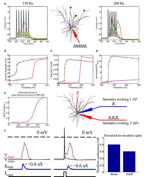 figure 1 from frontiers in computational neuroscience computational