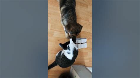 사이좋은 강아지여자와 고양이남자🐾 단둘이 엄청 꽁냥꽁냥~🐶😽😊😆 Youtube