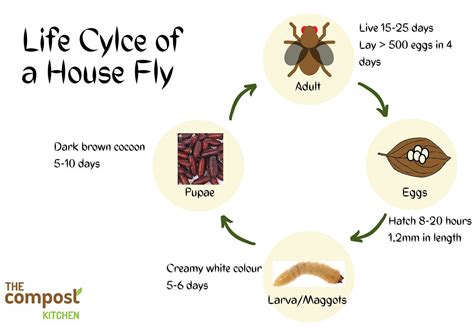 How To Prevent Fly Larvae