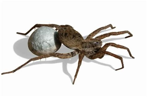Brown Recluse Vs Wolf Spider Differences Facts With Pictures