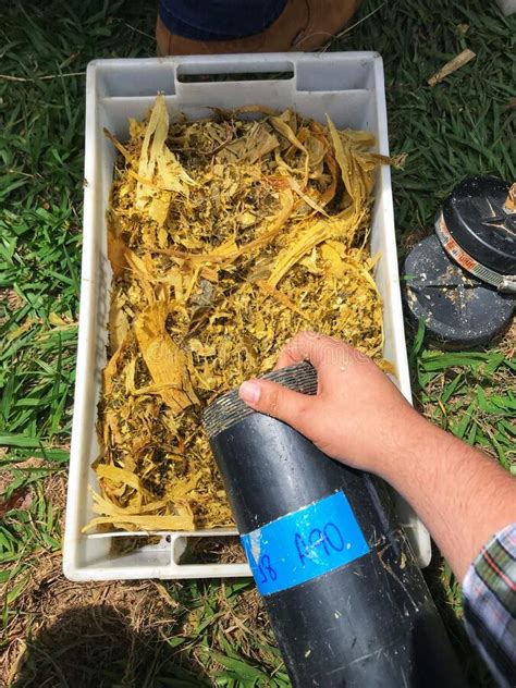 Agronomist Opening Corn Silage Experiment Stock Image Image Of