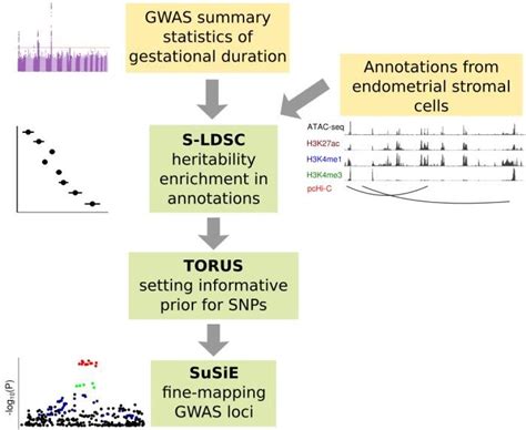 Computational Pipeline Of Our Gwas Analysis Yellow Boxes Input Download Scientific Diagram