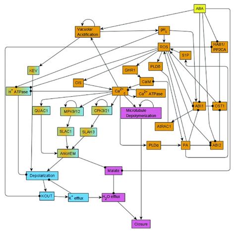 Simplified Version Of The Network That Forms The Basis Of The Boolean Download Scientific