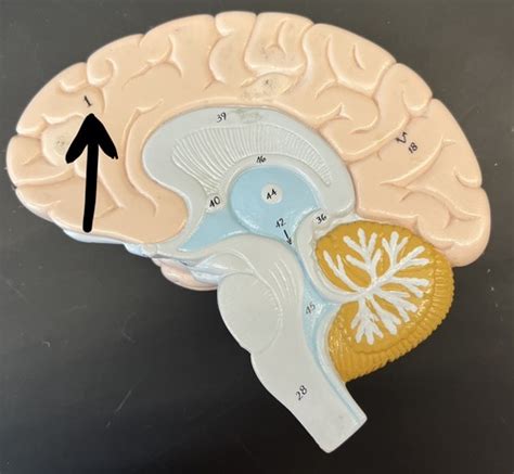 Lab Small Brain Model Flashcards Quizlet