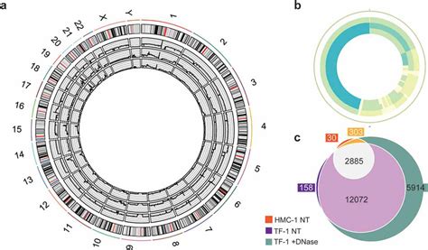 Whole‐genome Coverage On The Sev‐associated Dna F1f7 From Hmc‐1 And Download Scientific