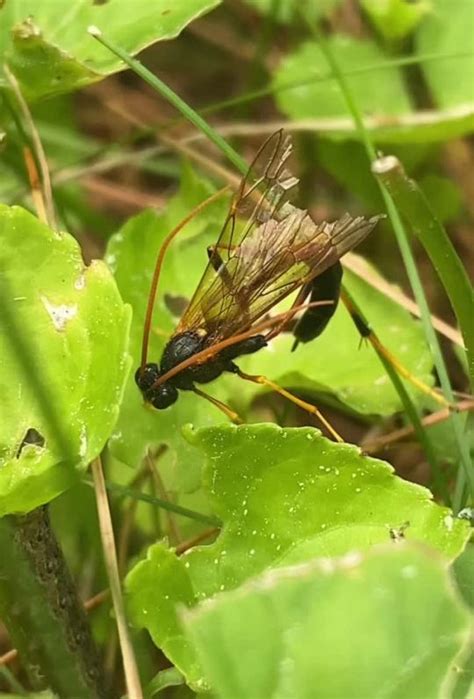 Heres A Certified Cool Entomology Moment From The Other Day I Was