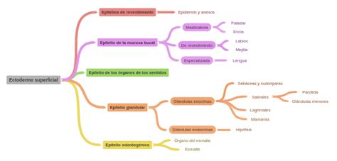 Ectodermo Superficial Coggle Diagram