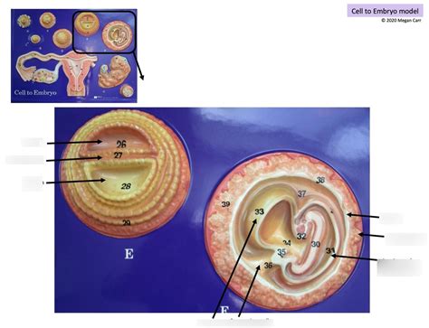 Cell To Embryo Model 2 Diagram Quizlet