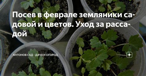 Посев в феврале земляники садовой и цветов Уход за рассадой Антонов сад дача и огород Дзен
