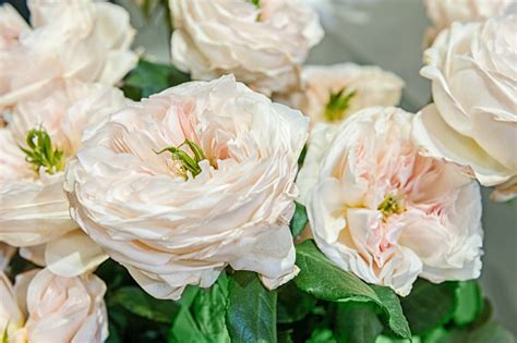 녹색 중간 흰색 장미는 꽃 시장에서 판매에 큰 꽃다발의 원래 선택 이다 현대 엘리트 품종입니다 선택적 초점입니다 0명에 대한 스톡 사진 및 기타 이미지 Istock