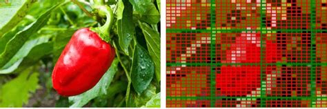 Original Pepper Image Processed By The Application Left And Its Download Scientific Diagram
