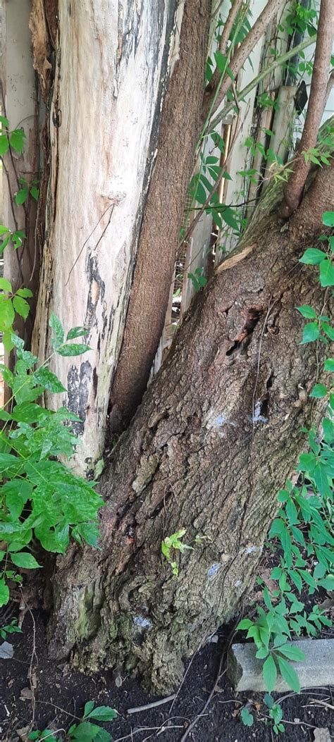 Old Acer Negundo In Bad Shape Rarborists