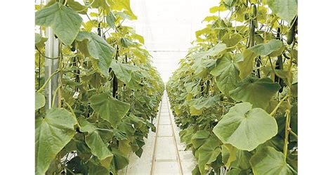 Ефективен биологичен контрол на домати и краставици отглеждани в оранжерии Български Фермер