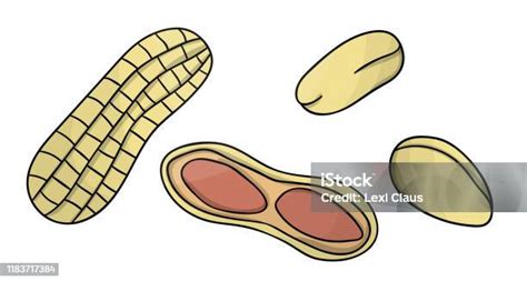 벡터 컬러 땅콩 아이콘입니다 절연 단색 너트 세트 흰색 배경에 고립 된 만화 또는 낙서 스타일의 음식 선 그리기 그림입니다 귀여운에 대한 스톡 벡터 아트 및 기타 이미지