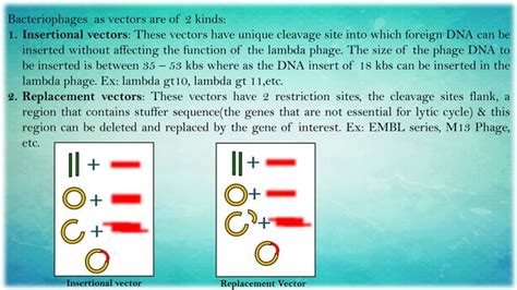 Phage Or Bacteriophage As Vector Pptx