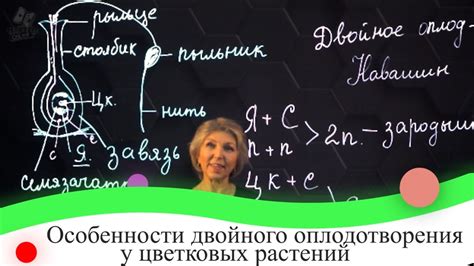 Особенности двойного оплодотворения у цветковых растений 7 класс Youtube