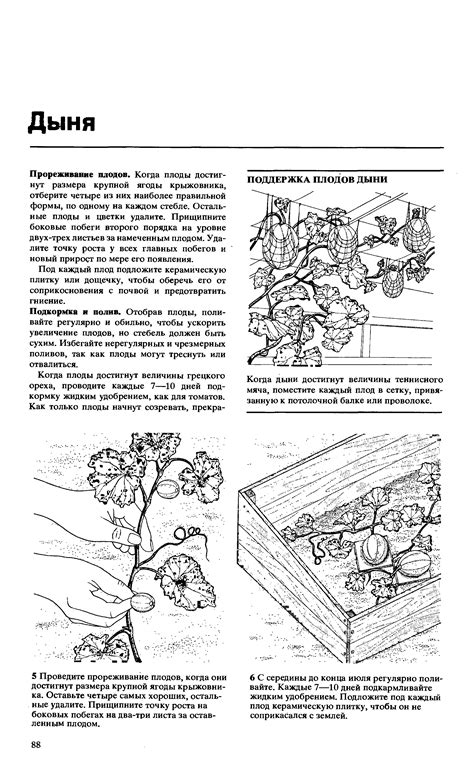 Когда дыни достигнут величины теннисного мяча поместите каждый плод в