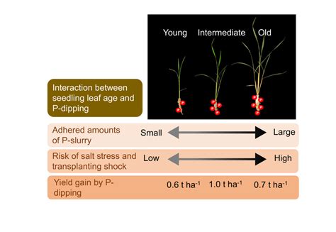 Interaction Between Seedling Age And P Dipping Download Scientific Diagram