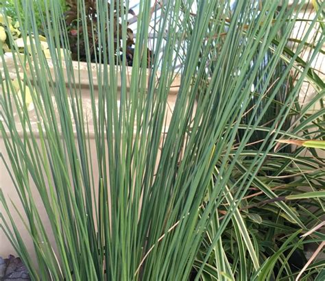Juncus Rush Portland Nursery