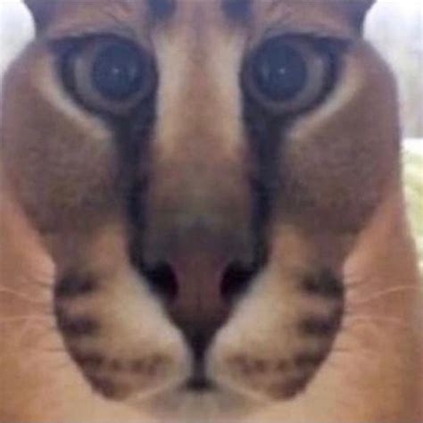 Floppa Shake Big Floppa  Floppa Shake Big Floppa Descubre Comparte S Artofit