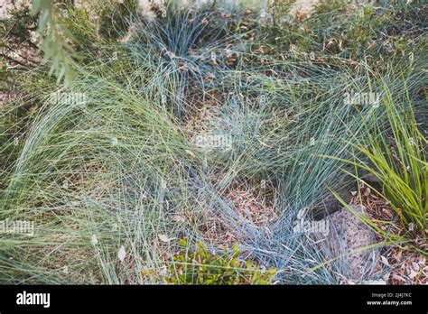 Native Australian Grasses Outdoor In Beautiful Tropical Backyard Shot