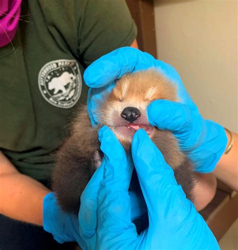 더쿠 아기 레서판다 1년간 성장과정