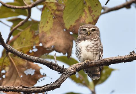 Guest Feature When Small Is Big Habitat Requirements Of Three Owlet