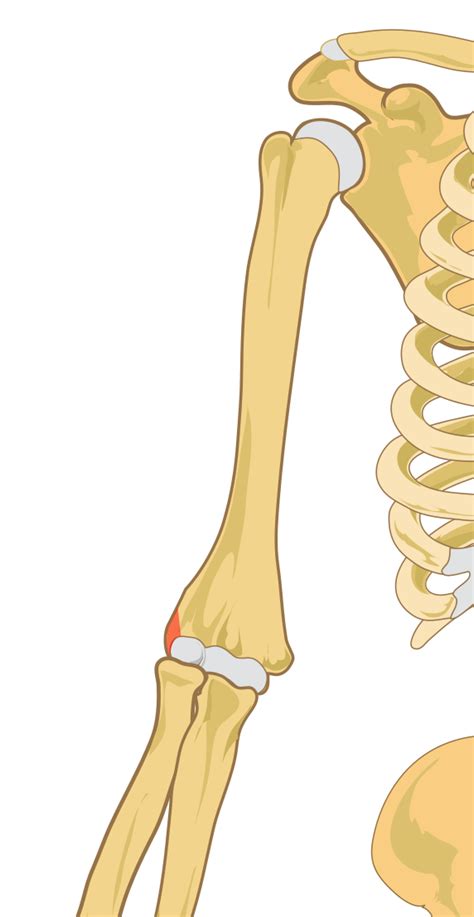 Archivolateral Epicondyle Of The Humerussvg Wikipedia La