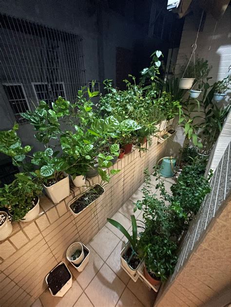 器材 陽台花架推薦階梯式或層架式 看板 Plant 批踢踢實業坊