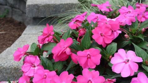 Aas Announces 8 New Winning Varieties Garden Center