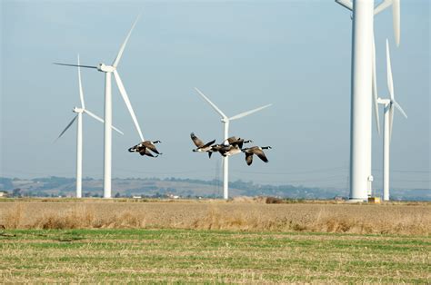 Wind Turbines And Wildlife Impacts The Heartland Institute